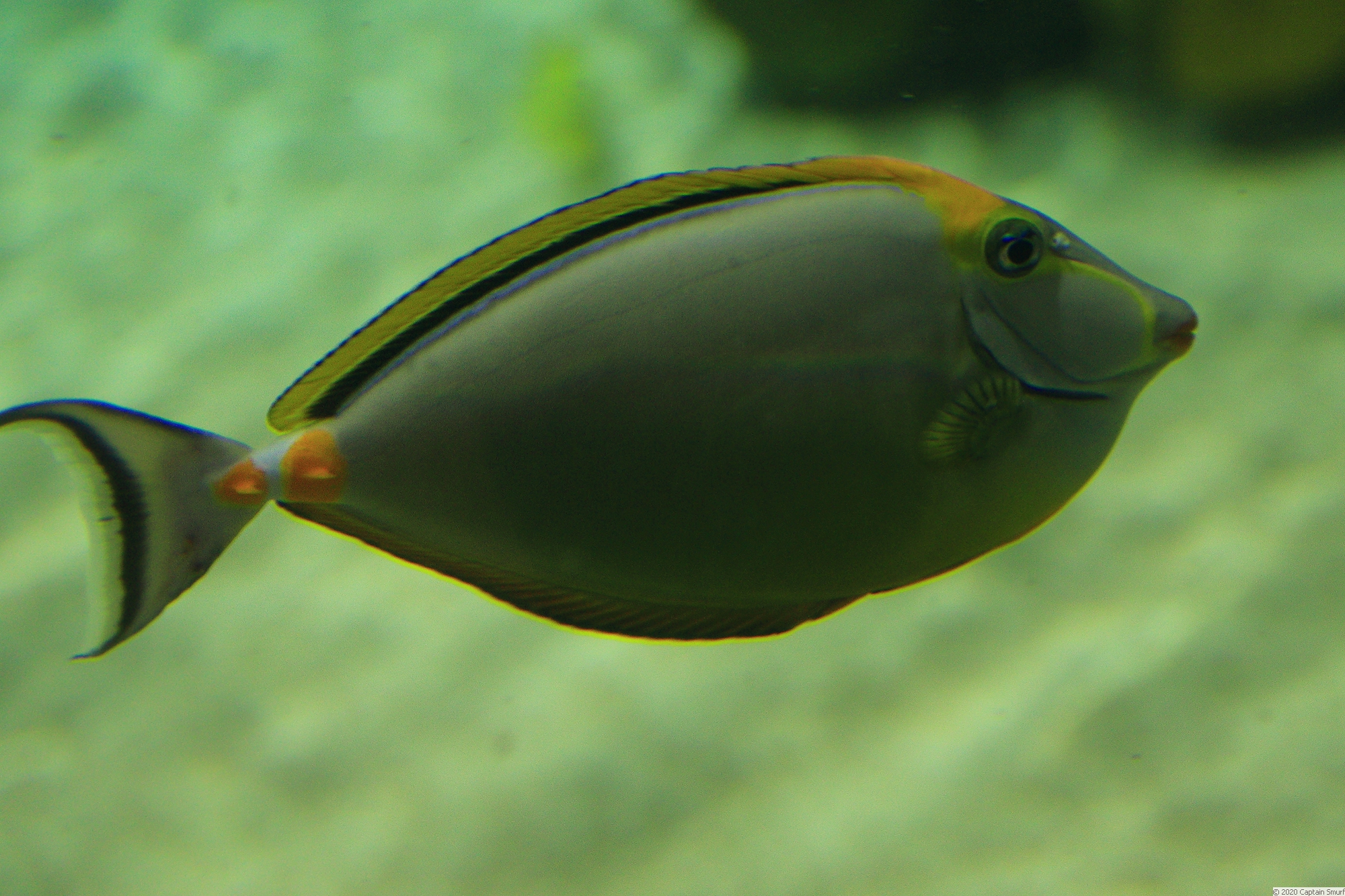 Captain Smurf's Website - Another visit to the Deep